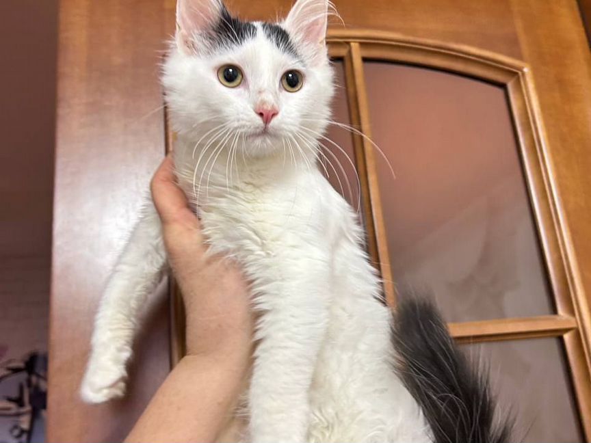 Ириска котенок