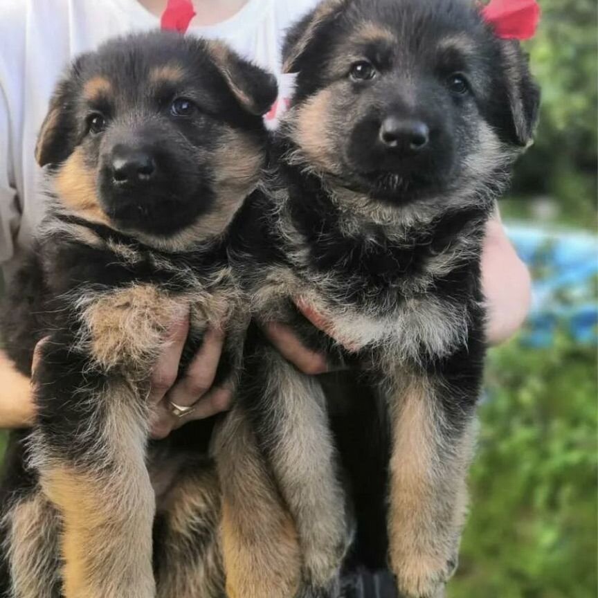 Щенки немецкой овчарки