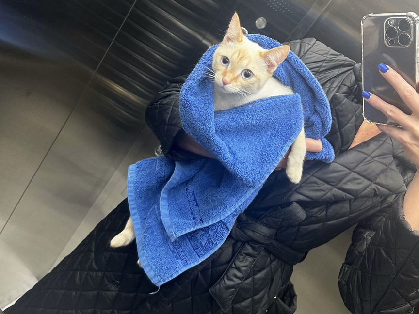 Срочно кошечке нужен дом