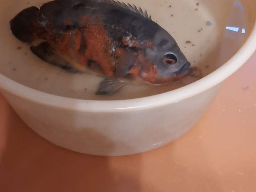 Астронатус в добрые руки