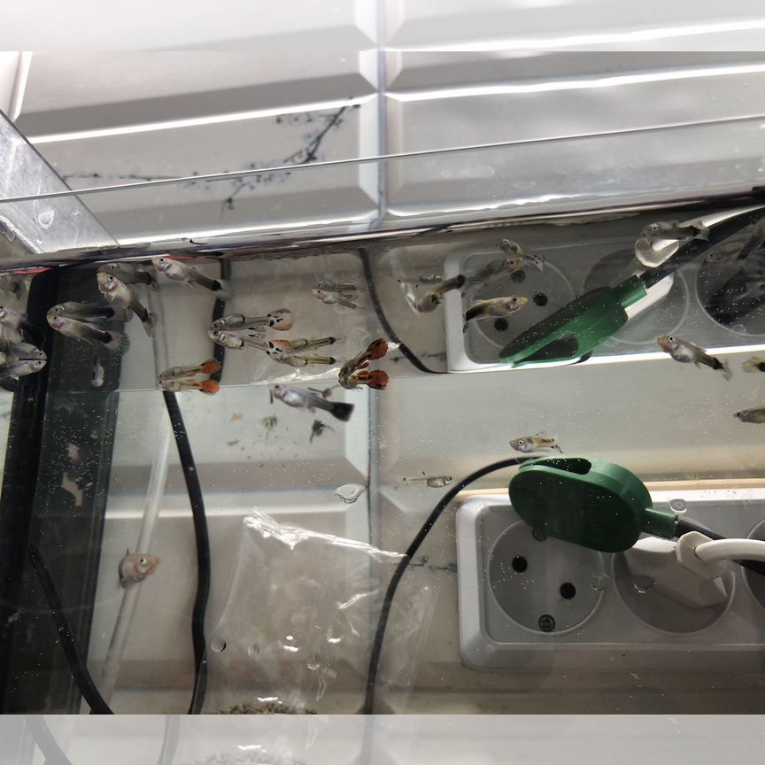 Продам рыбок гуппи