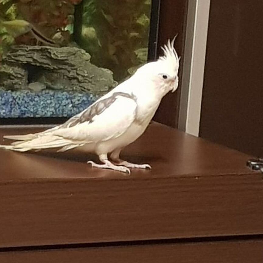 Попугай корелла забронирован