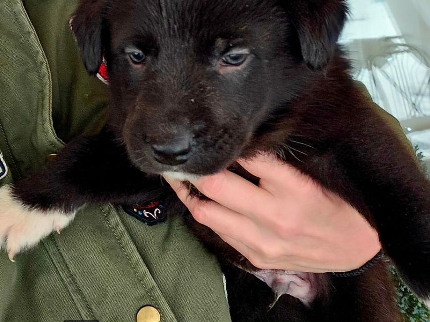 Черный щеночек в дар