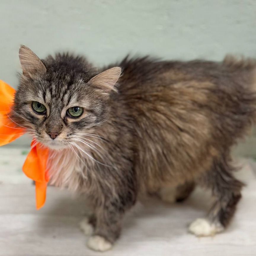 У кошки Проси была трудная жизнь. Из приюта в дар