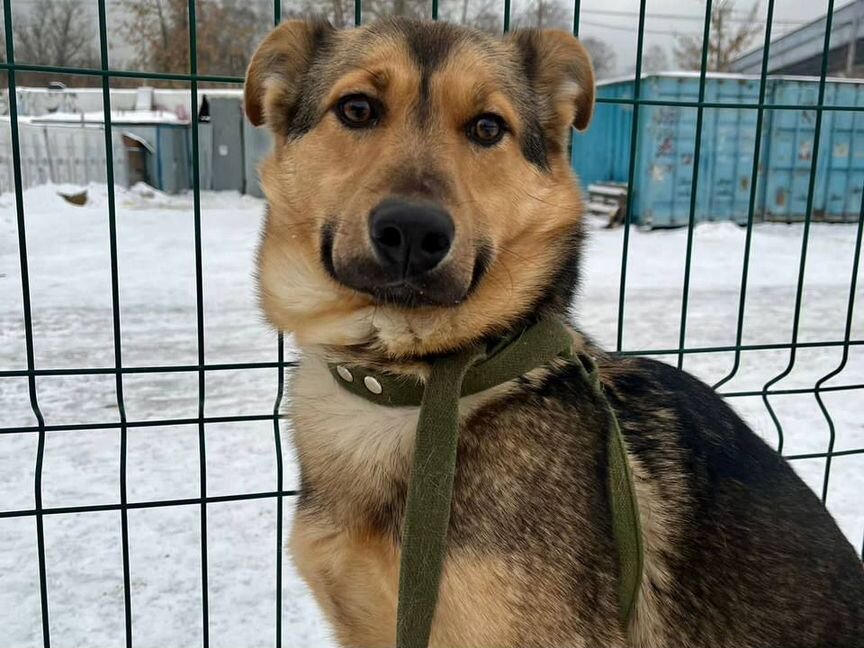 Собака в добрые руки отдам бесплатно