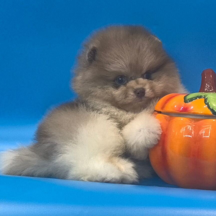 Померанский шпиц Редкий Красавчик