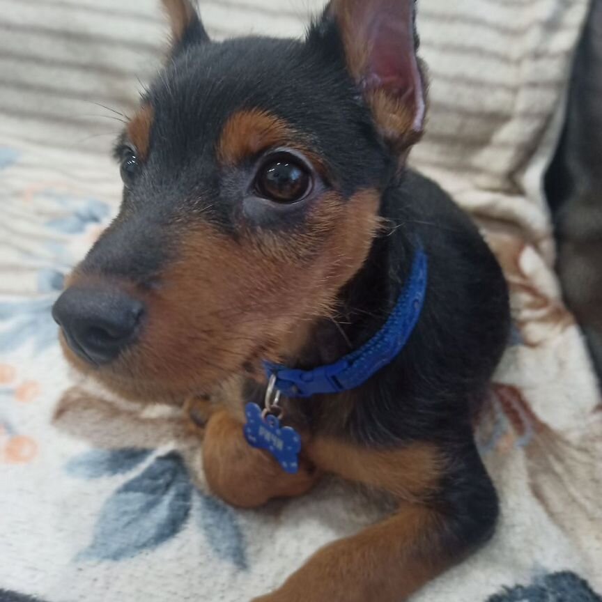 Цвергпинчер помесь