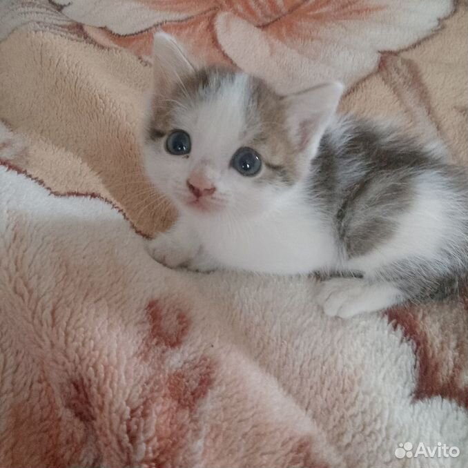 Красивая двухцветная девчуля ищет новый дом