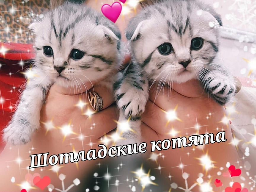 Котята Шотландские Табби Серебро