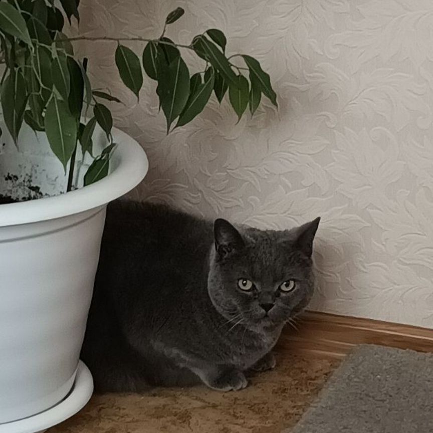 Британский короткошорстный Винни-Пух