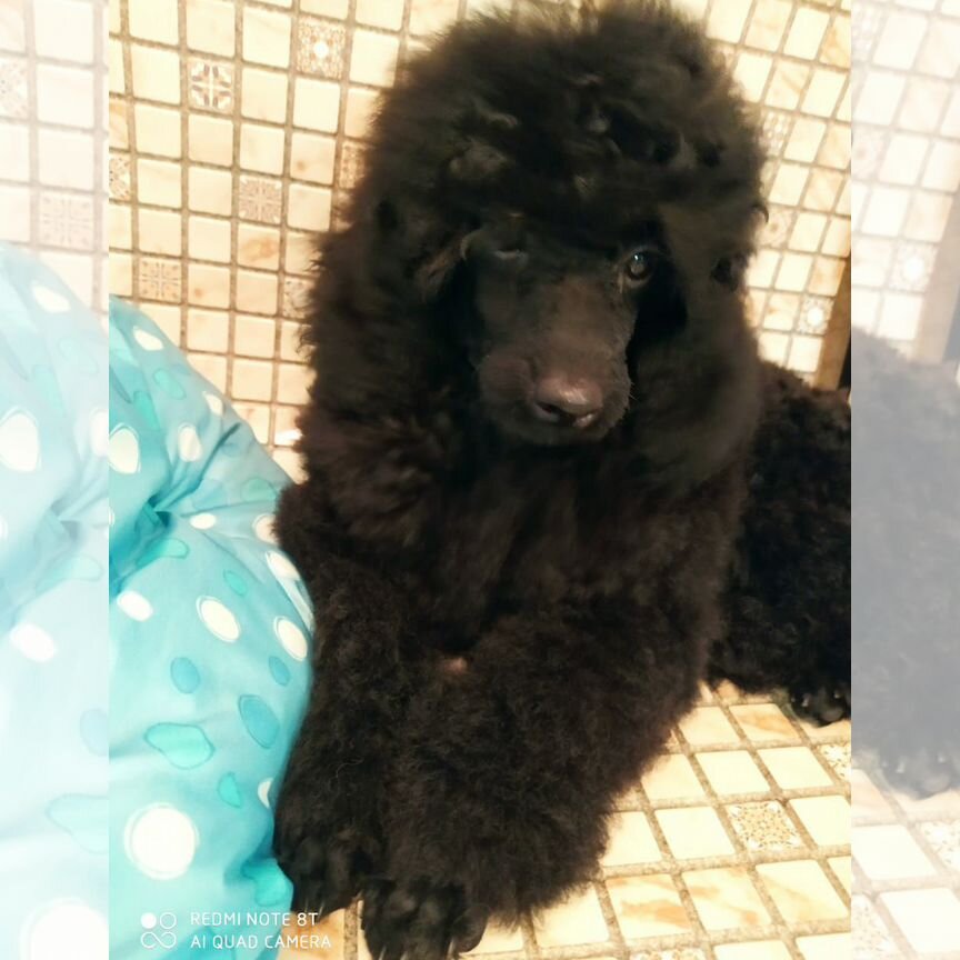 Пудель подросток крупный той