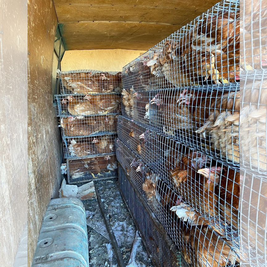 Несушка доставка