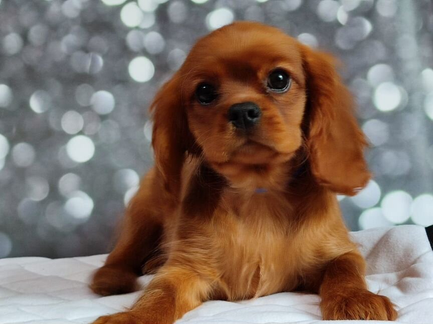 Кавалер кинг Чарльз спаниель рубиновый мальчик