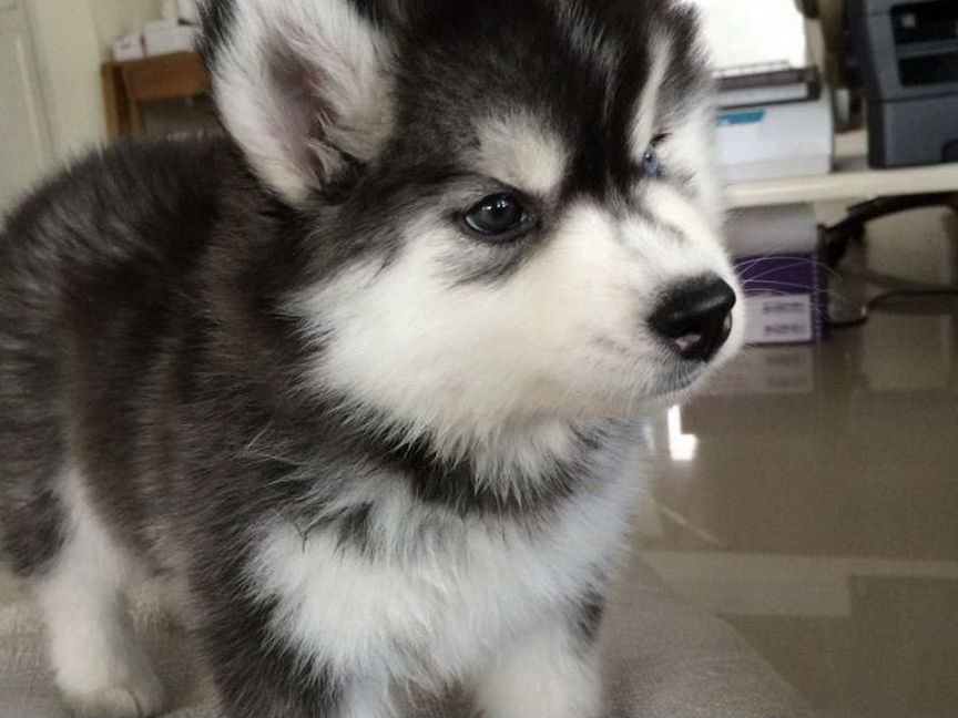 Сибирский хаски, чистокровные щенки