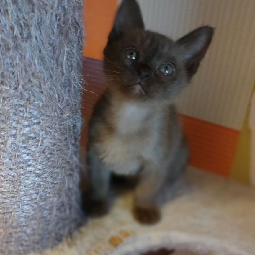 Европейская бурма. Котята