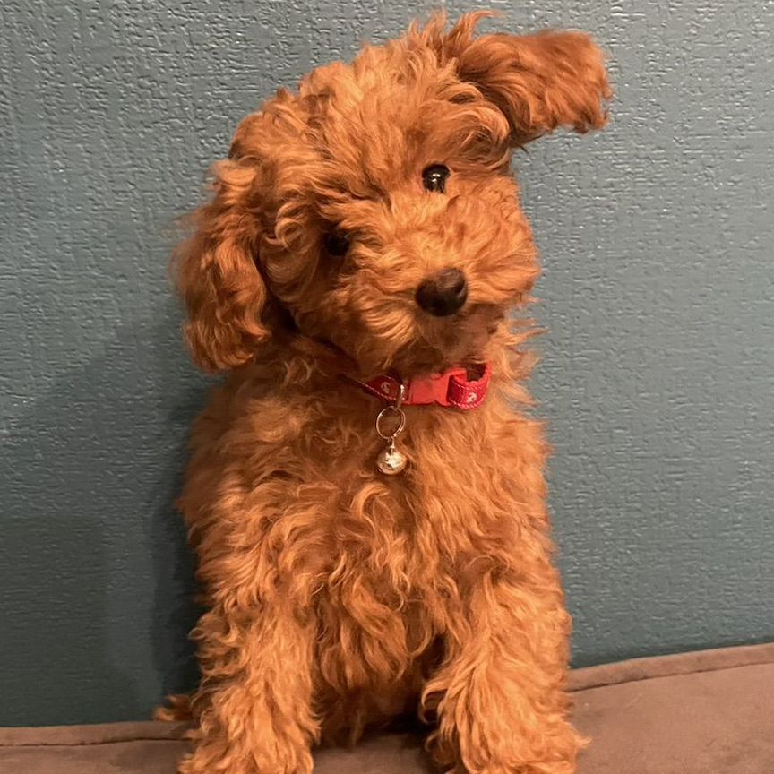 Той-пудель, щенок