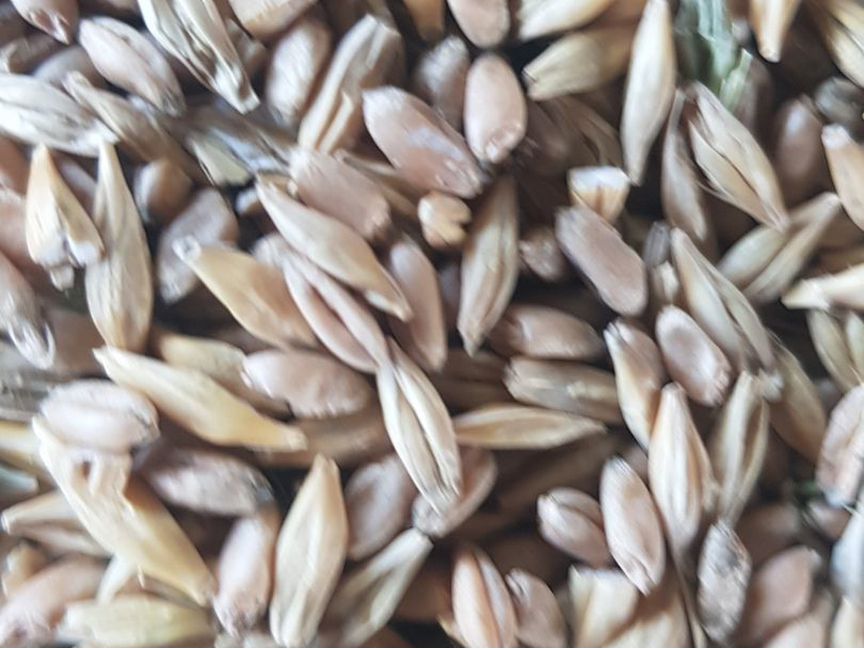 Корма для животных