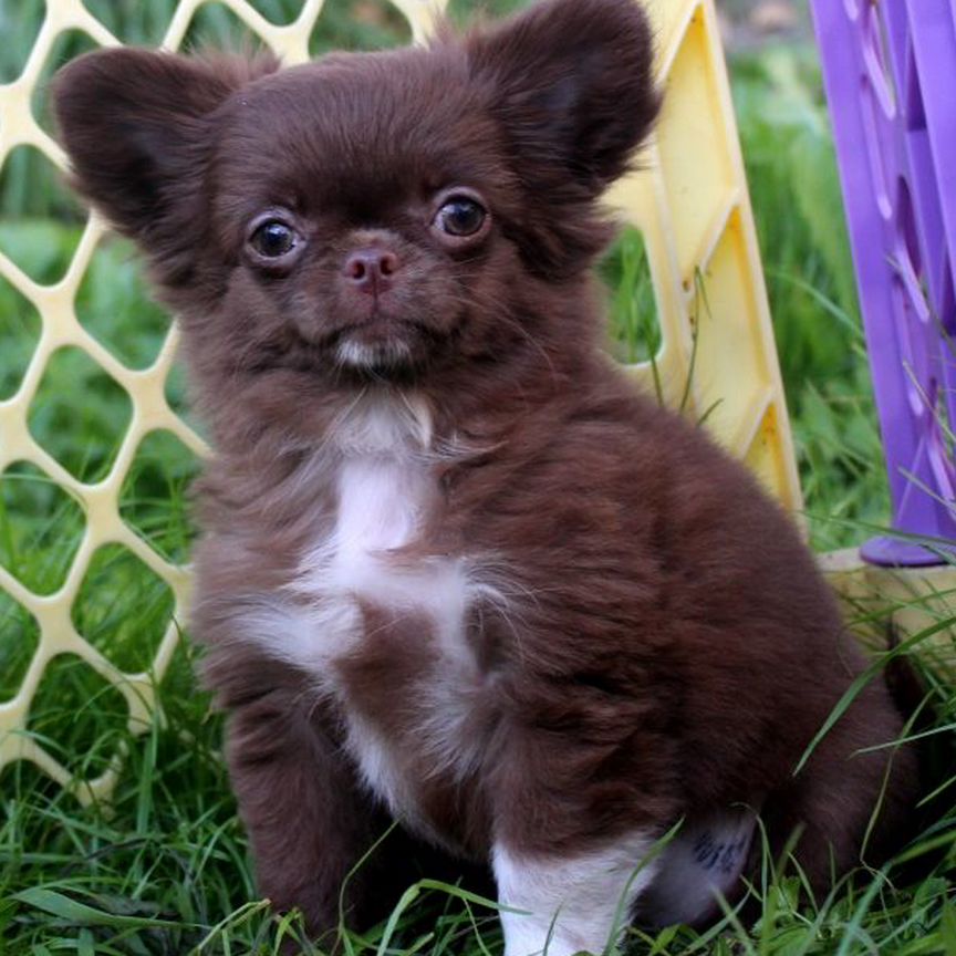 Шоколадная Леди