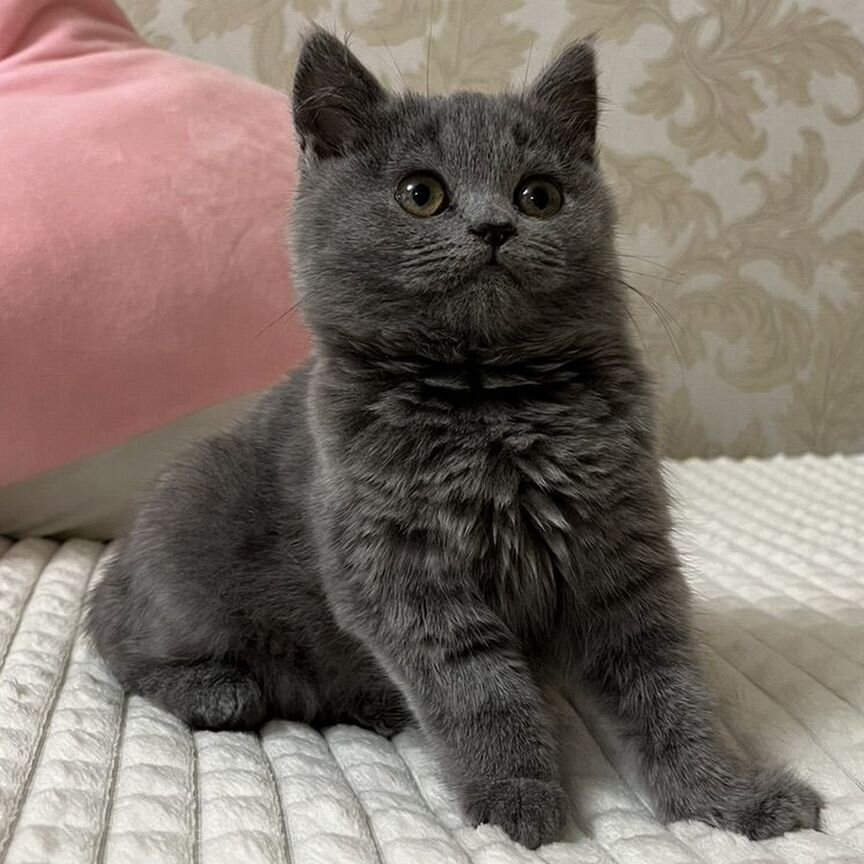 Британские котята