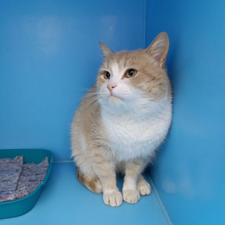 Котик в добрые руки