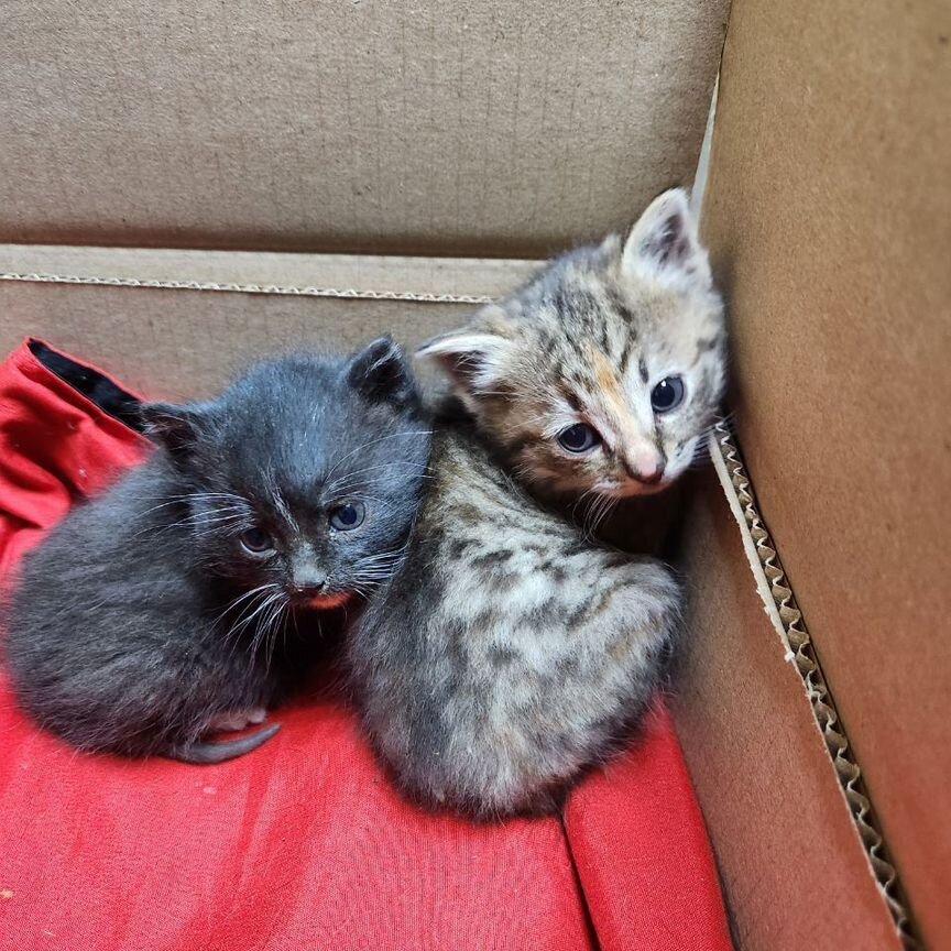 Котята в добрые руки
