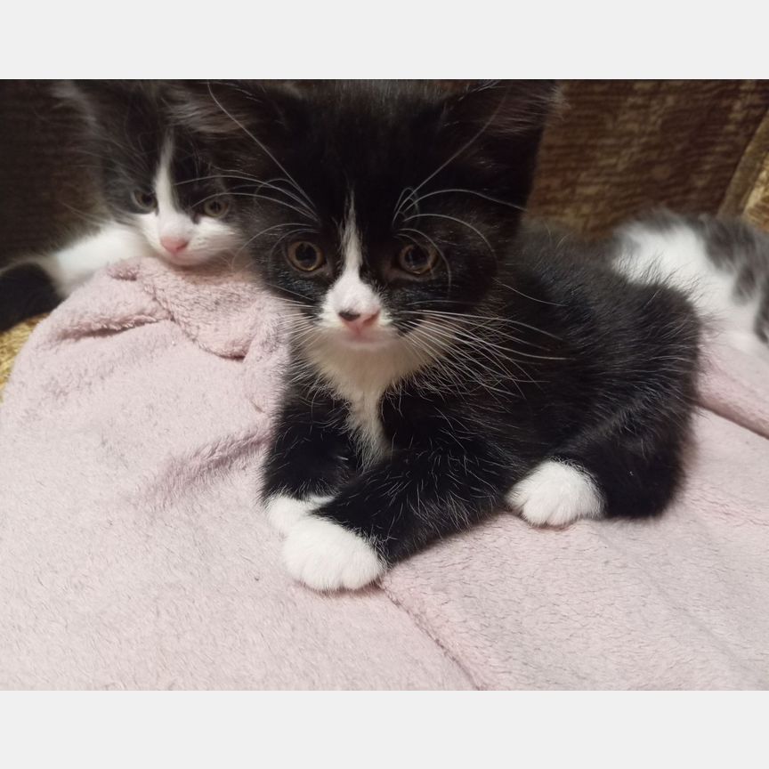 Котята в добрые руки бесплатно