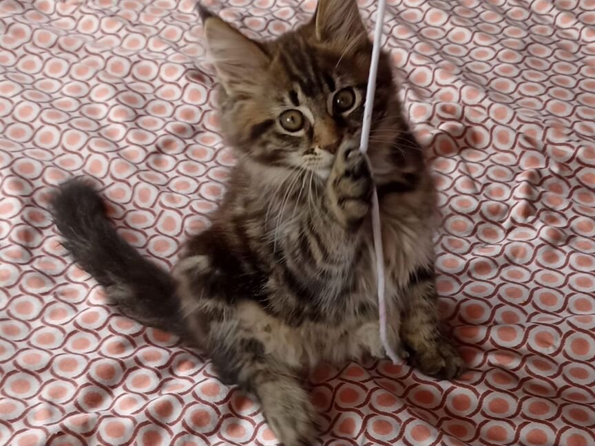 Котята мейн-кун