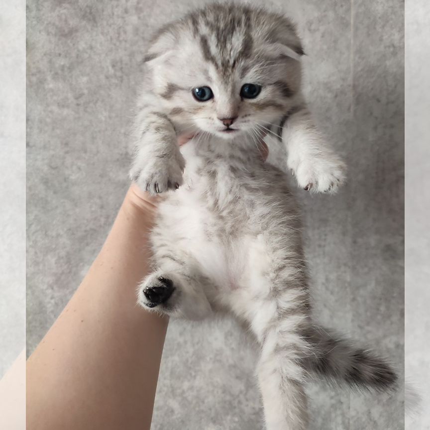 Шотландские вислоухие