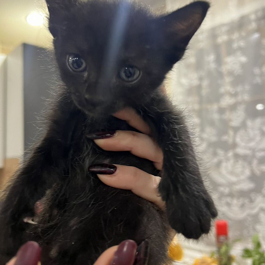 Котята сфинкс бесплатно