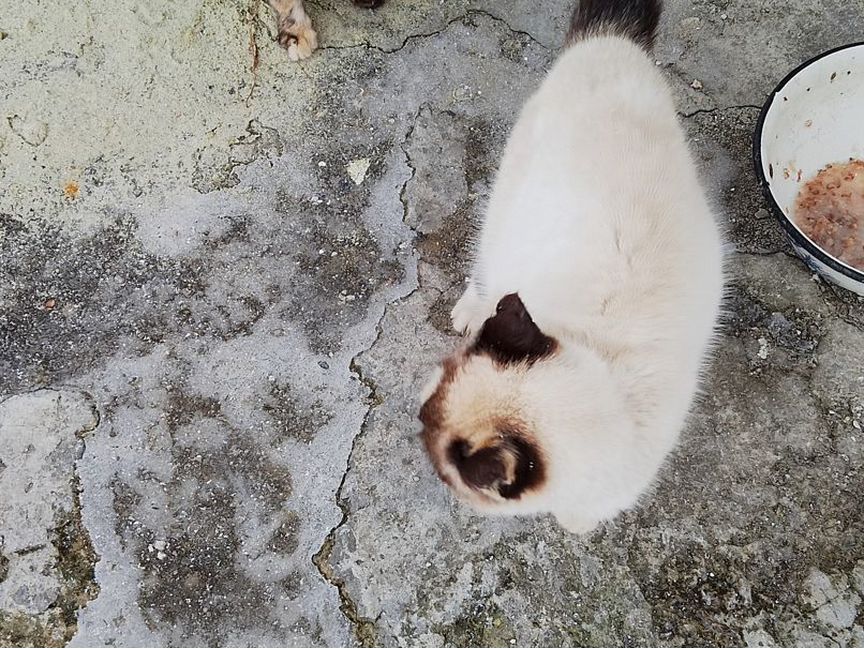 Кошки в добрые руки