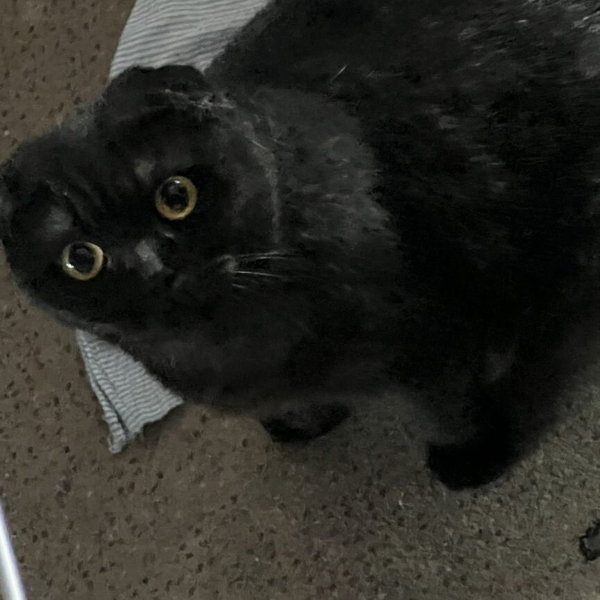 Любимая кошечка