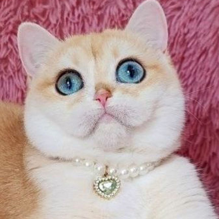 Британский короткошёрстный котёнок