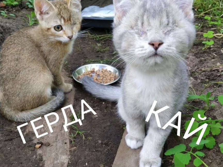 Котята в добрые руки