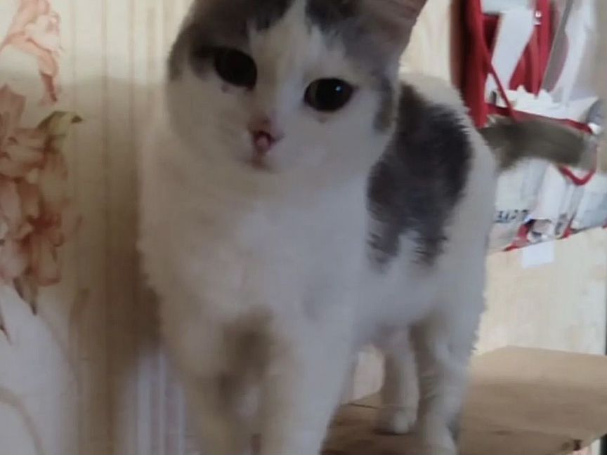 Особенной кошечке очень нужнен дом