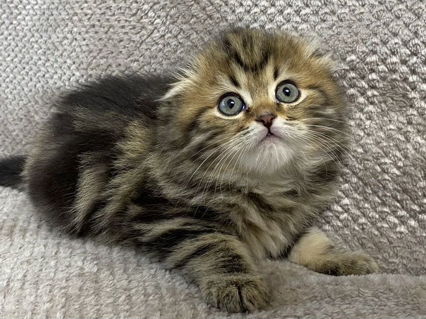 Шотландский котик
