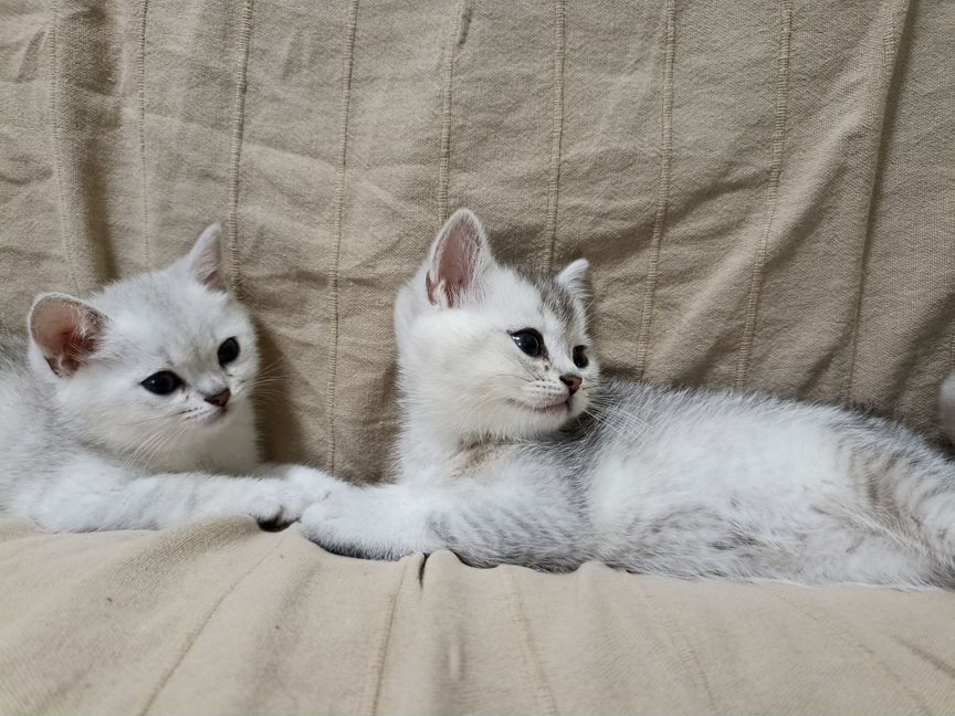 Котята чистокровные шотландцы
