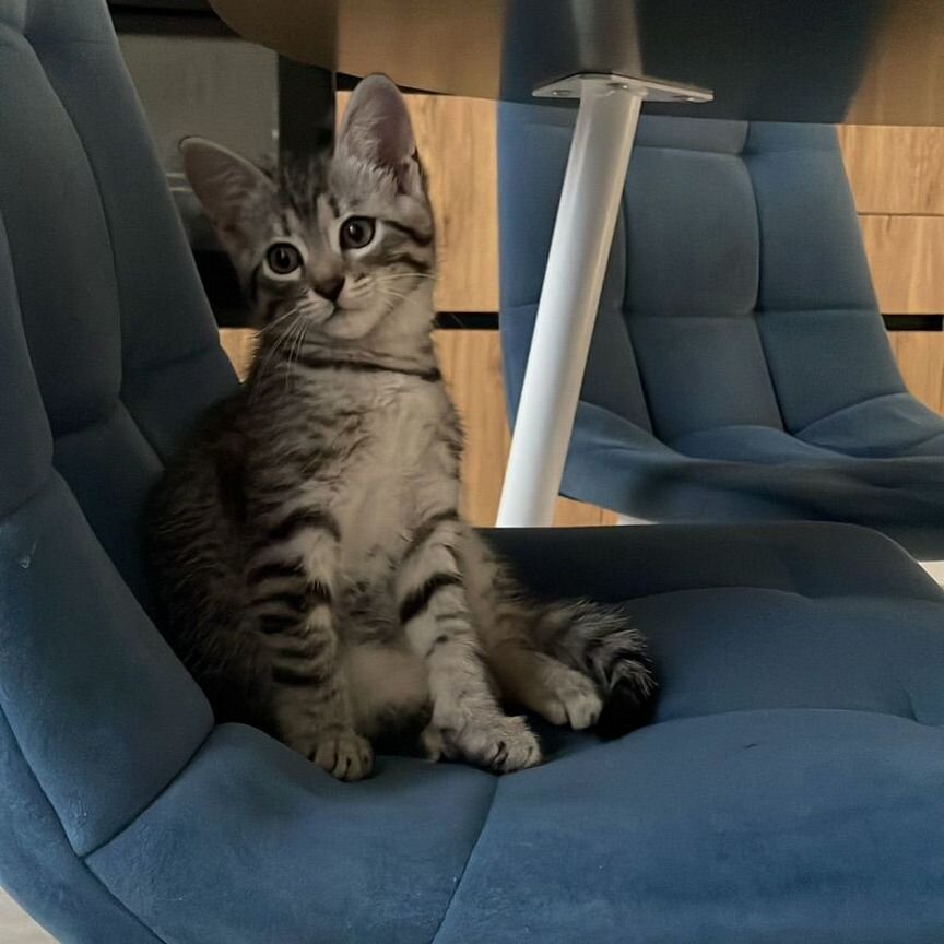 Котенок мальчик 3,5 месяца