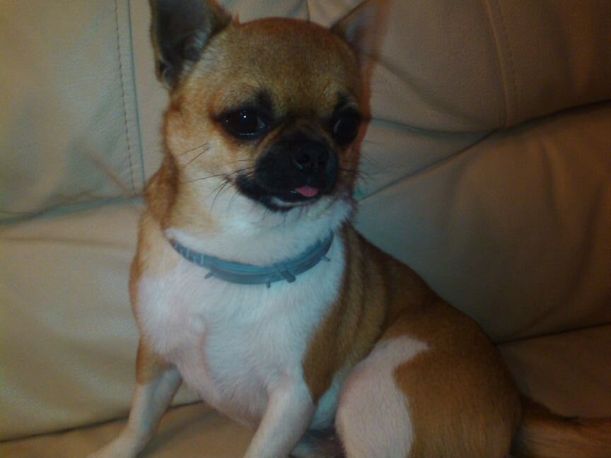 Мальчик Гоша ищет невесту