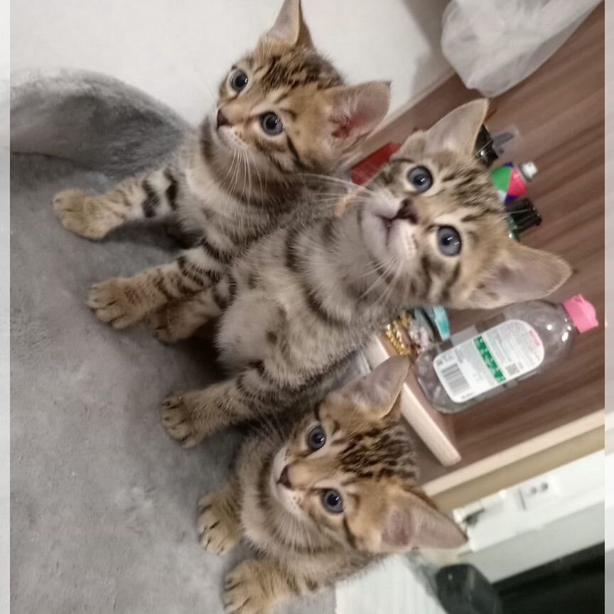 Бенгальские котята