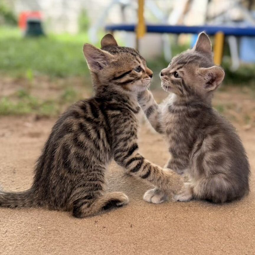 Бенгальские котята