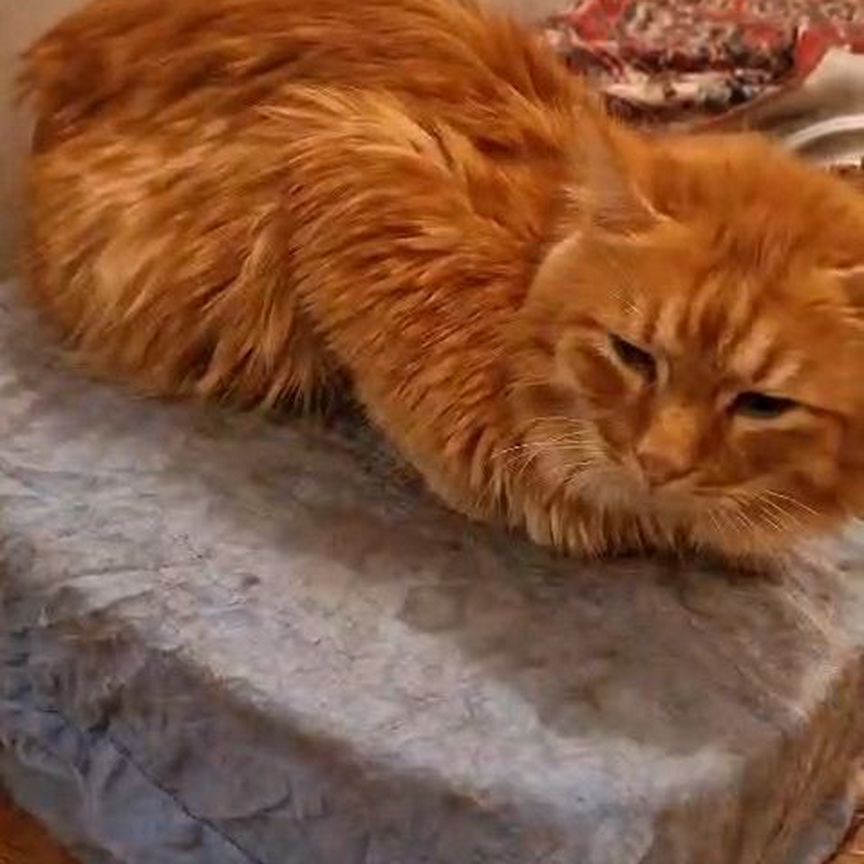 Особенный котик в добрые руки