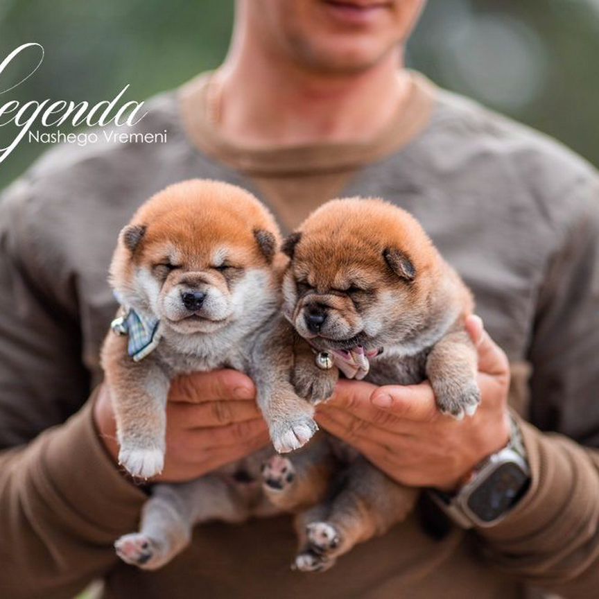 Сиба, щенки для людей которым важно качество