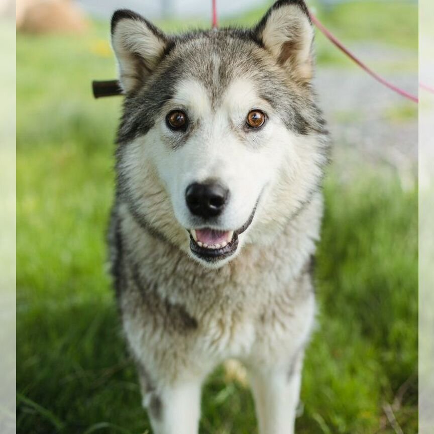 Аляскинский маламут, взрослая собака