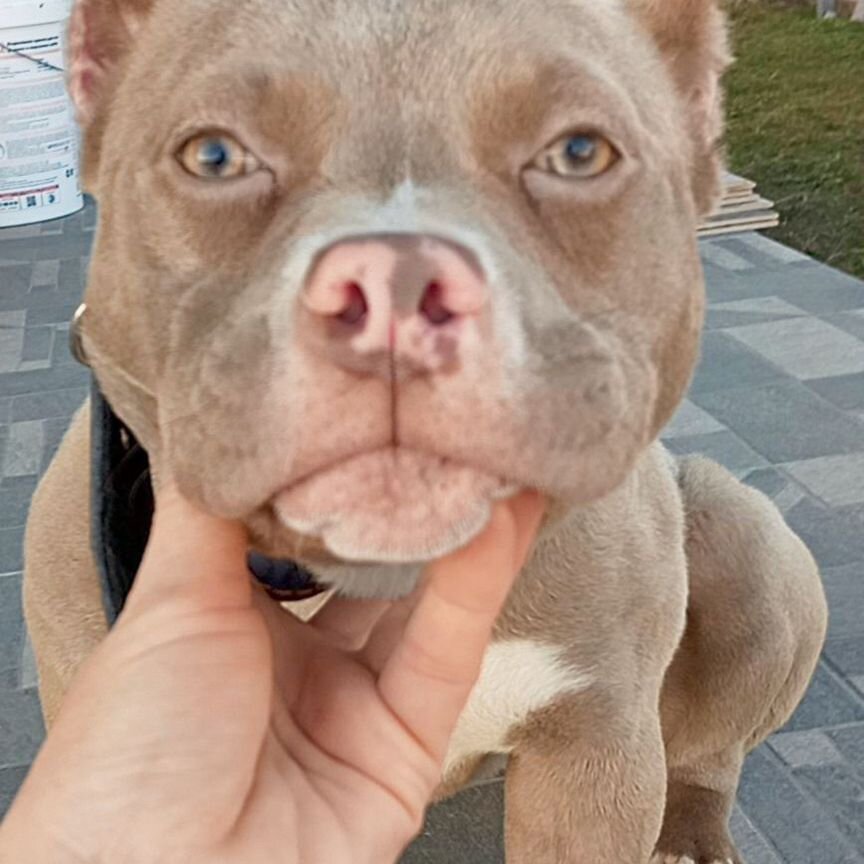 Американский Булли девочка