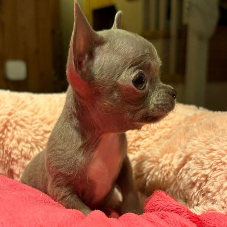 Чихуахуа, щенок