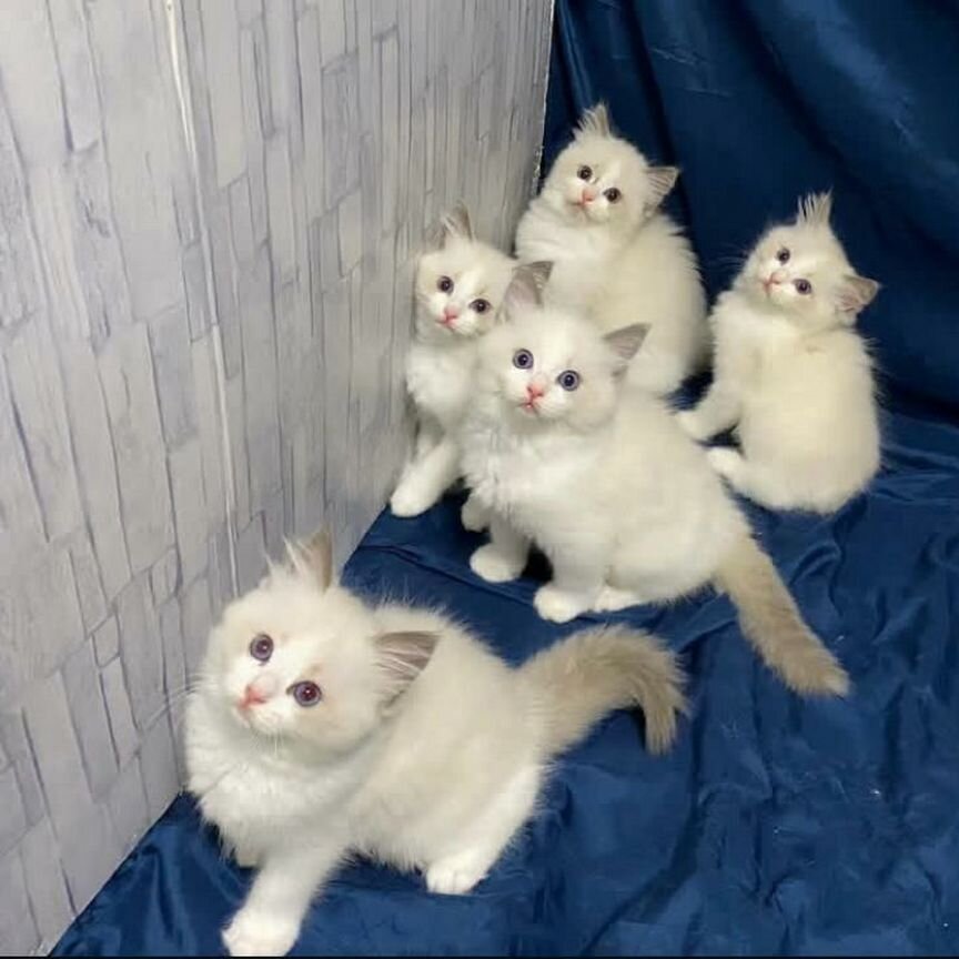 Рэгдолл малыши