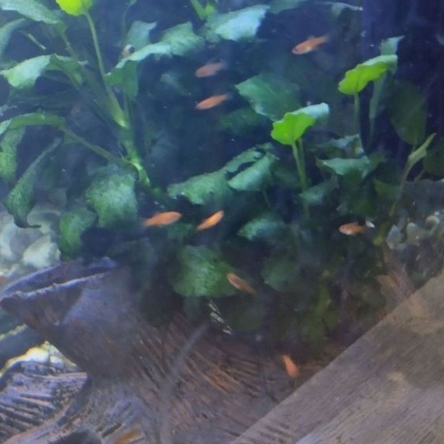 Аквариумные рыбки меченосцы