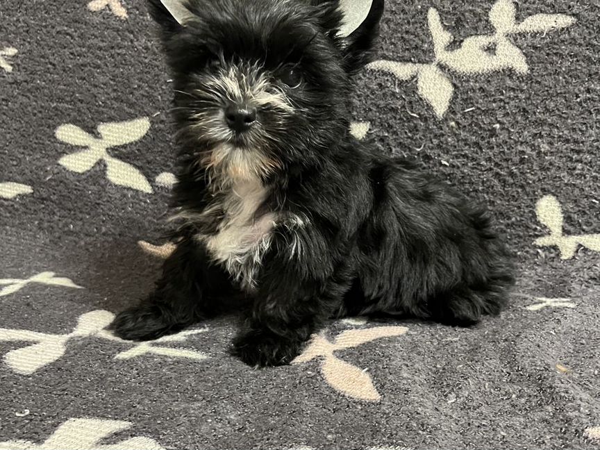 Черные Йорочки мини и стандарт