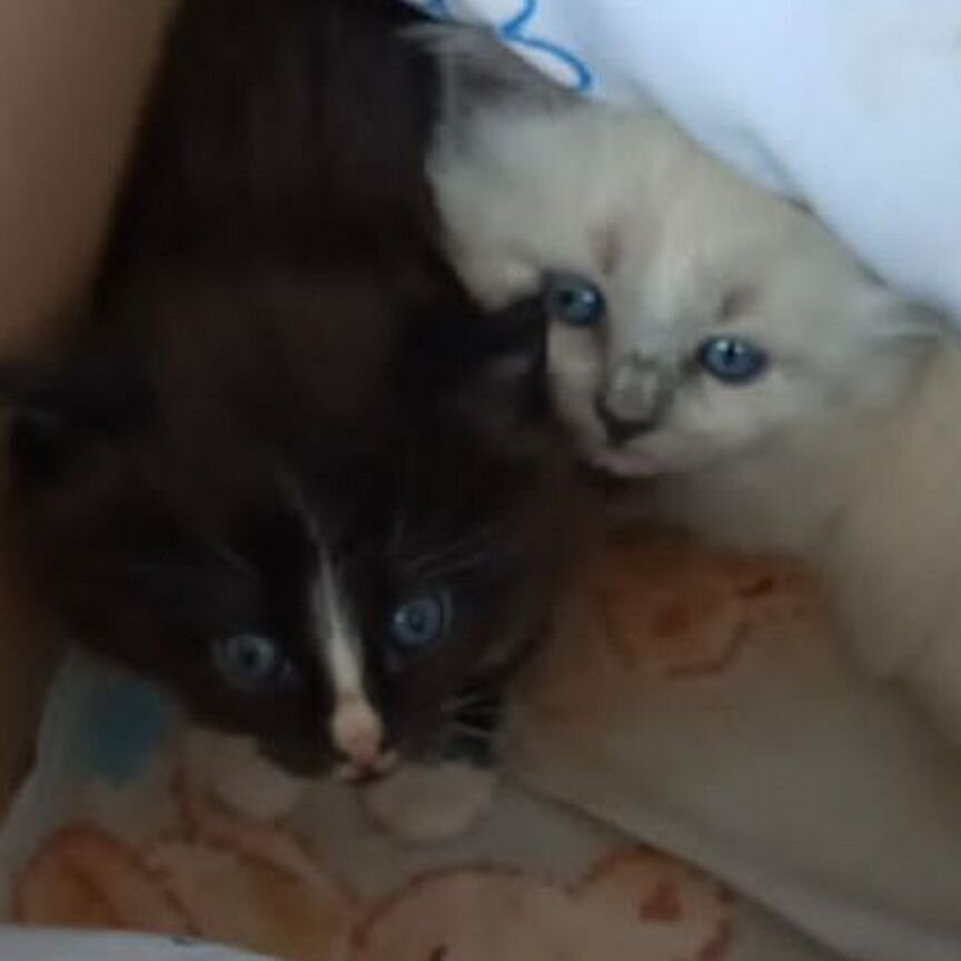 Котята в добрые руки бесплатно
