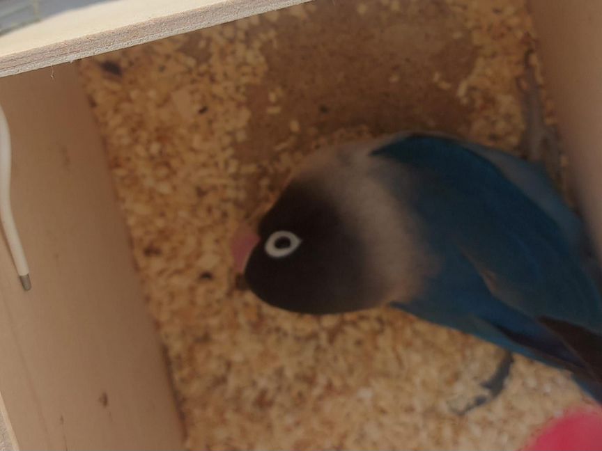 Неразлучник масочный